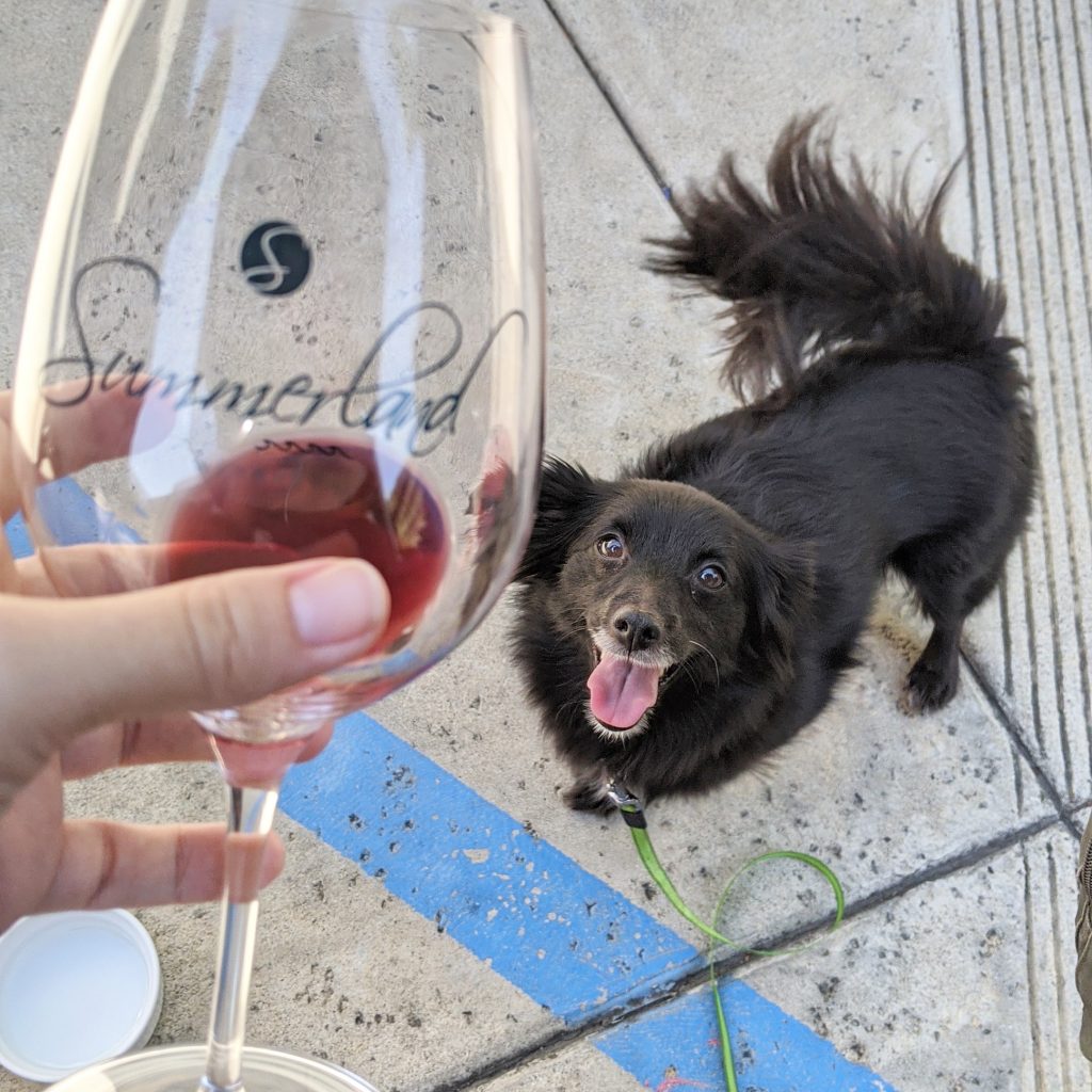 Summerland Wine Dogs | Summerland Winery